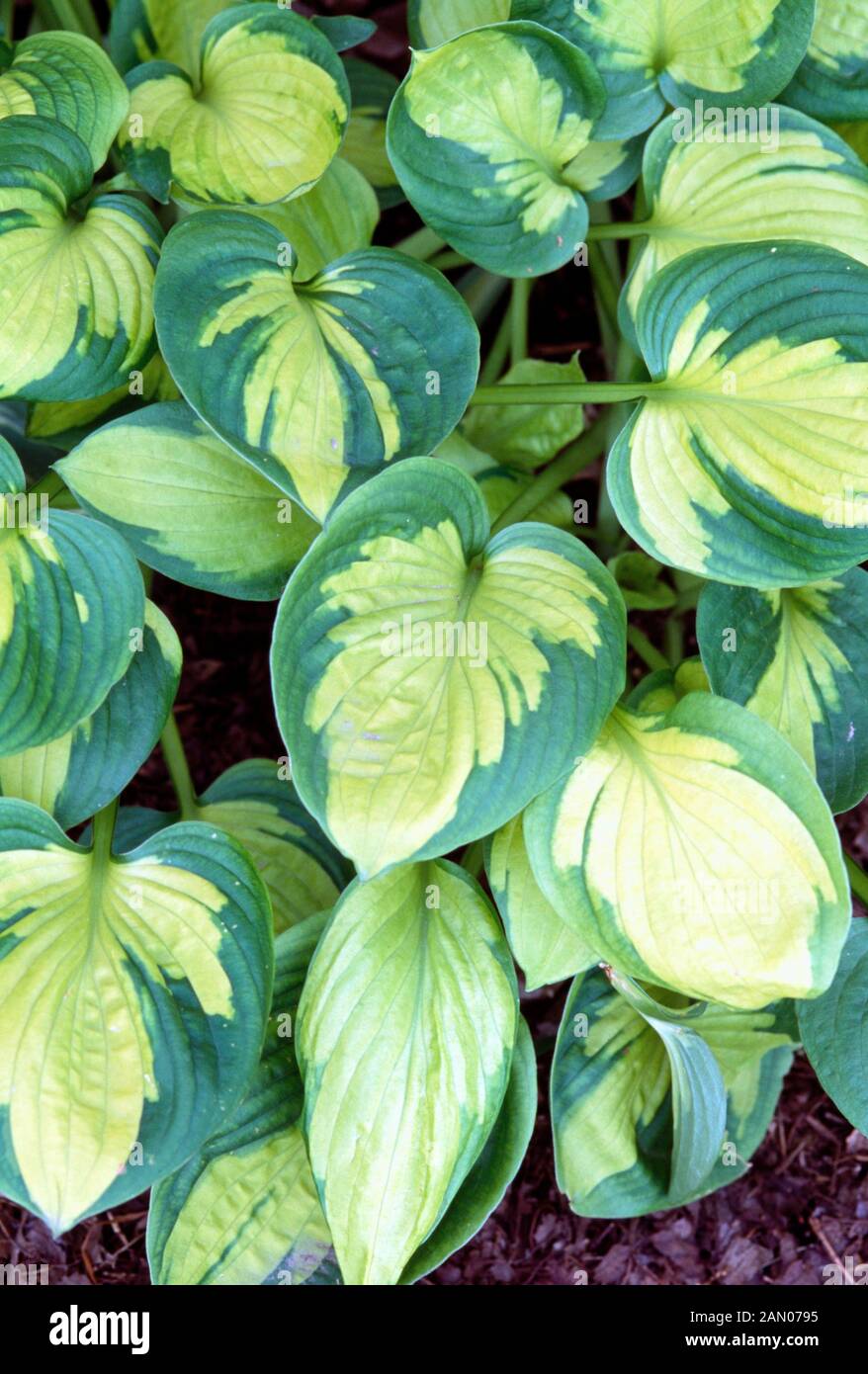 Hosta agavaceae hi-res stock photography and images - Alamy