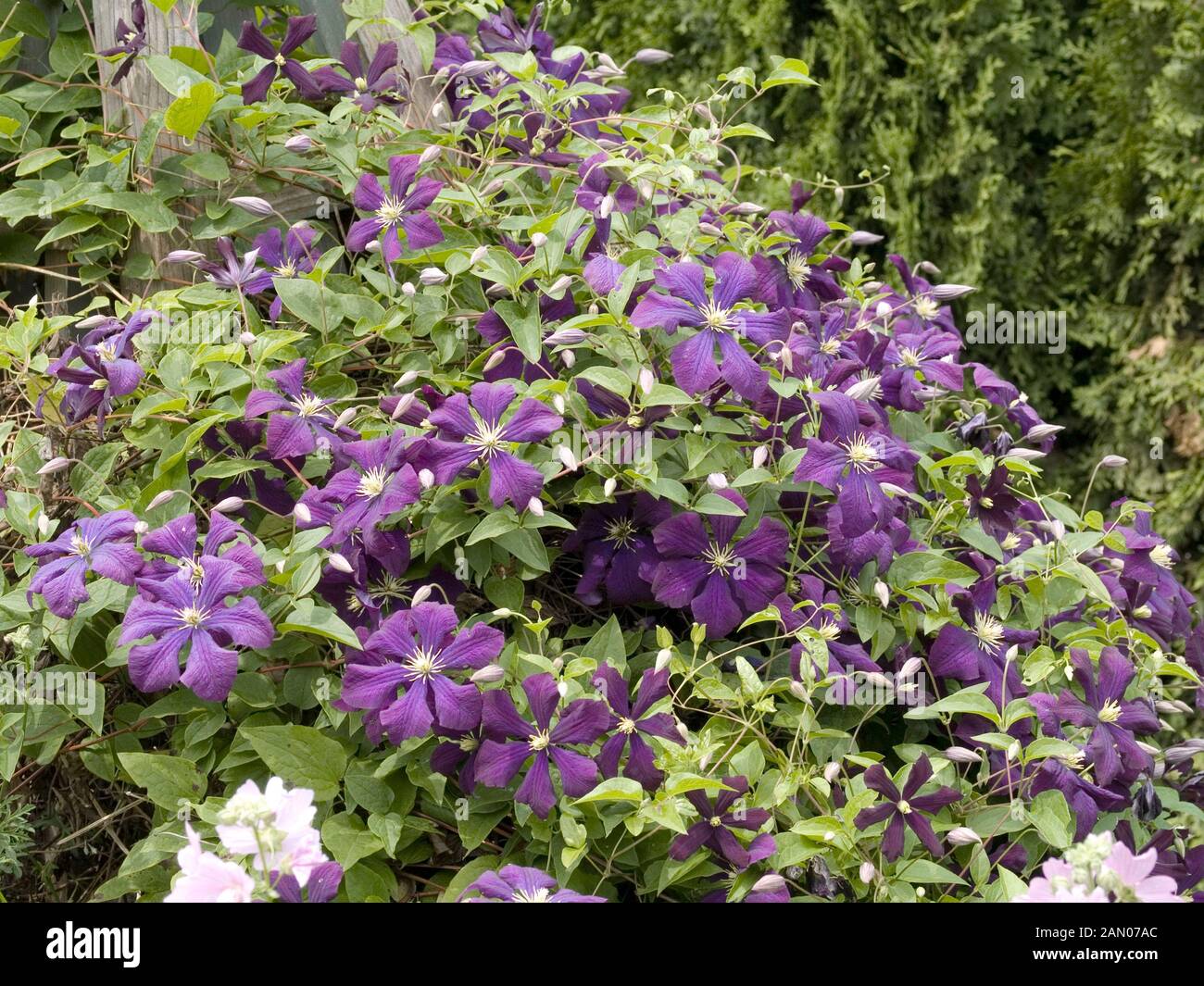 Clematis etoile violette hi-res stock photography and images - Alamy