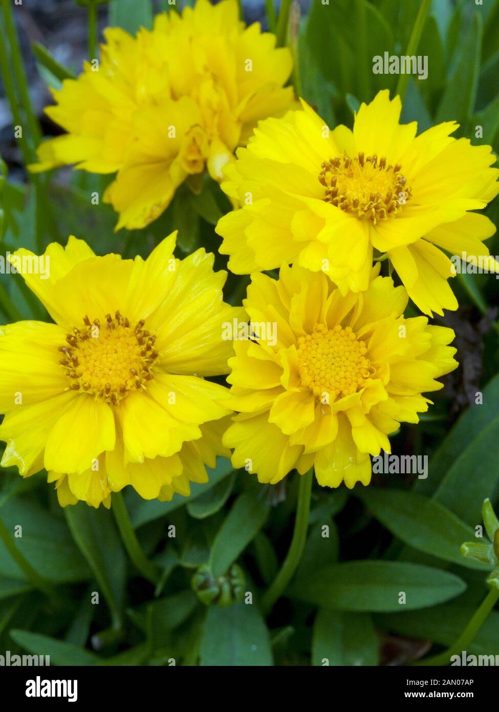 Coreopsis grandiflora presto hi-res stock photography and images - Alamy