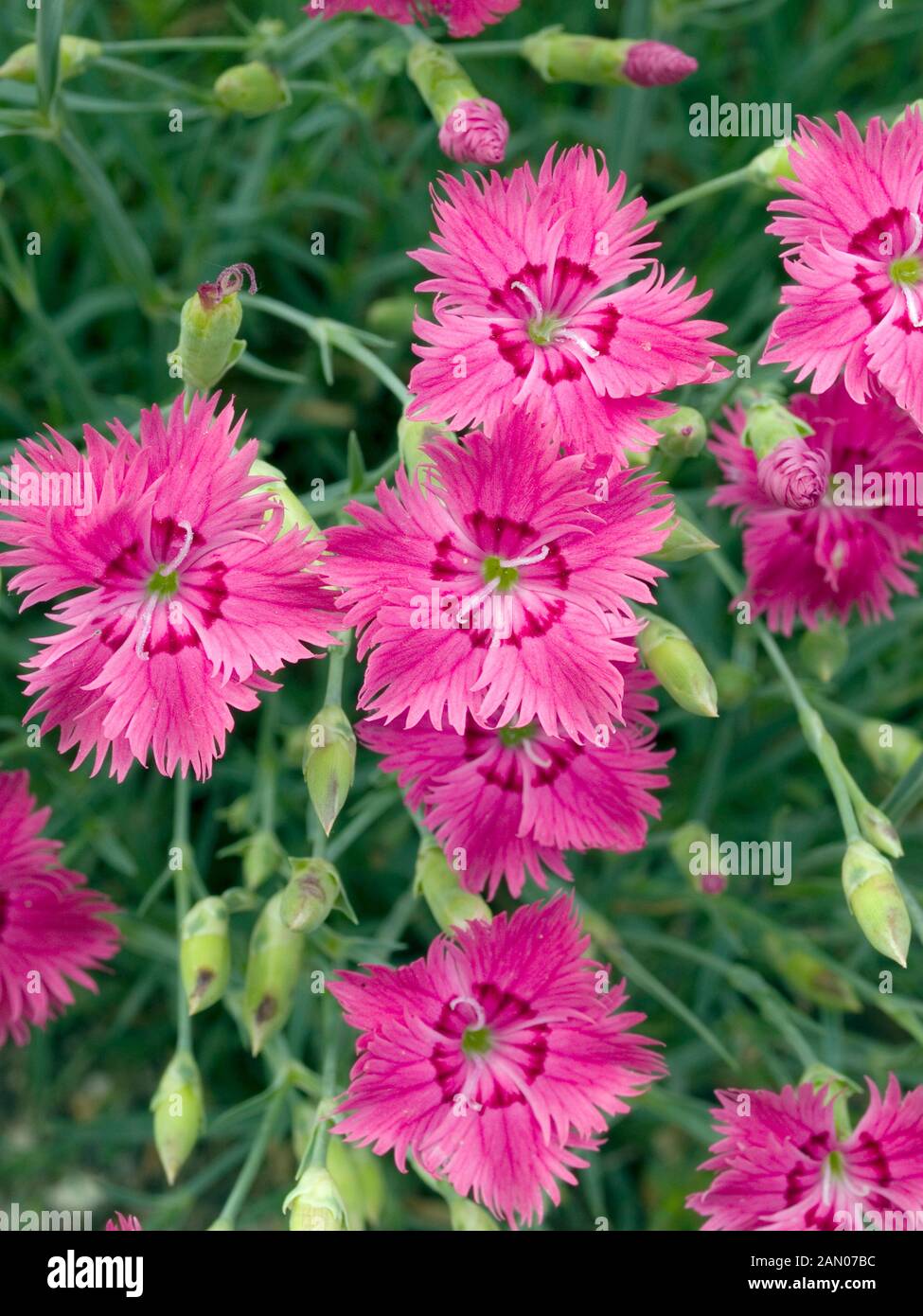 DIANTHUS GRATIANOPOLITANUS GRANDIFLORUS Stock Photo - Alamy