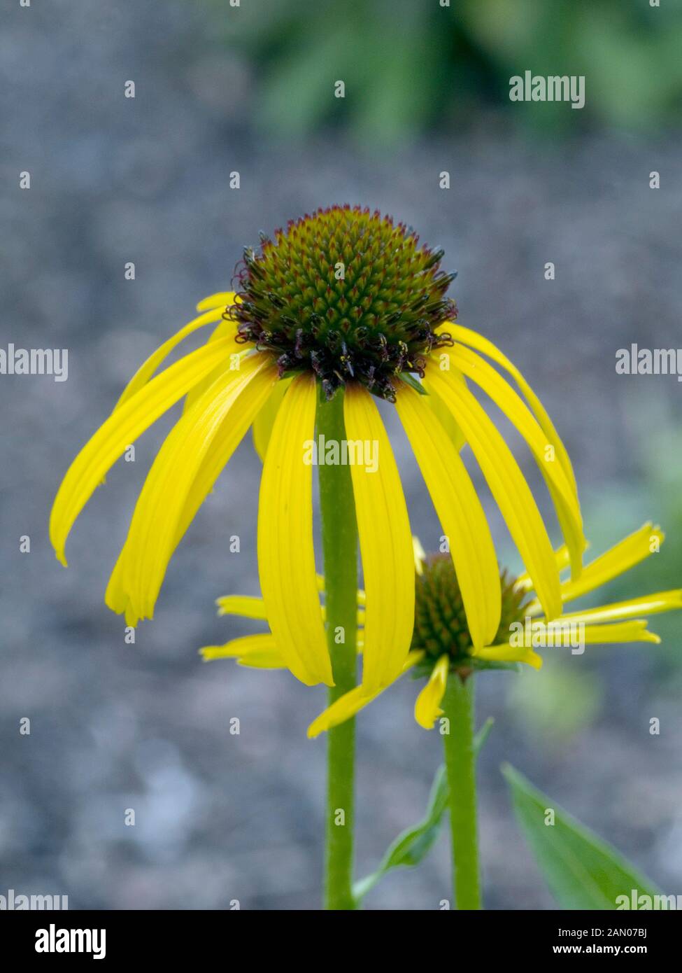 Echinacea paradoxa hi-res stock photography and images - Alamy