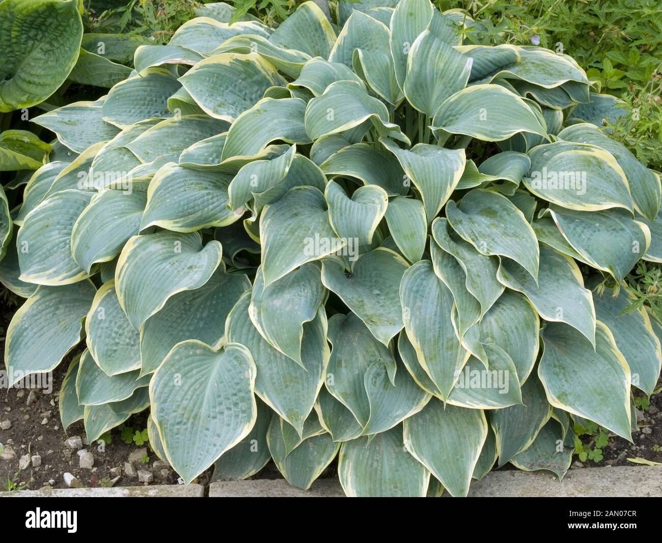 Lily frosted hi-res stock photography and images - Alamy