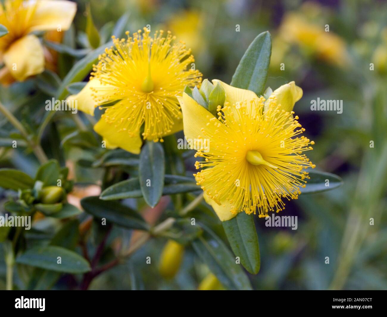 Hypericum Kalmianum