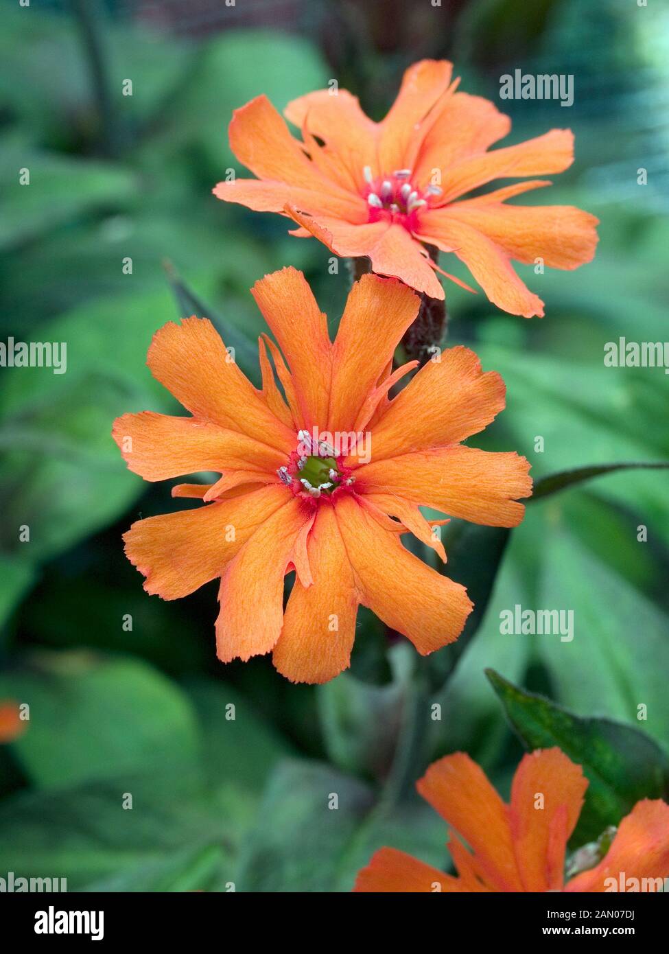 Lychnis arkwrightii hi-res stock photography and images - Alamy