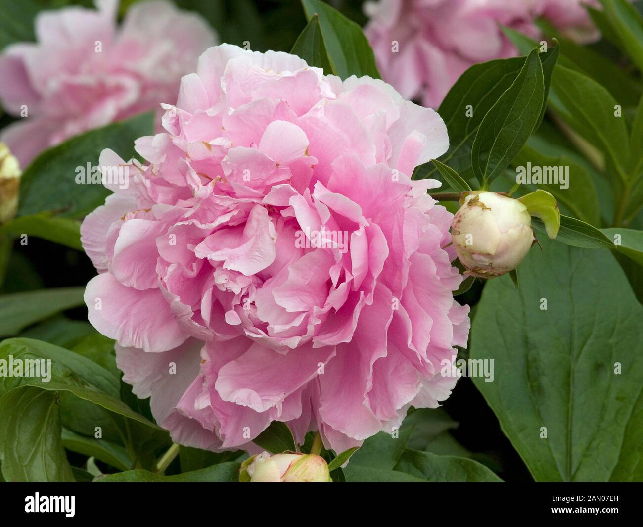 PAEONIA 'MAJESTIC ROSE' Stock Photo - Alamy