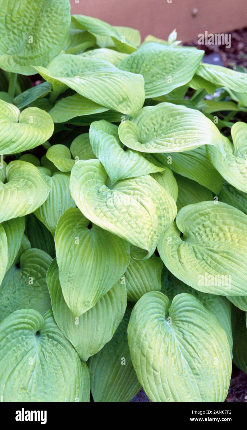 Lime green hosta foliage hi-res stock photography and images - Alamy
