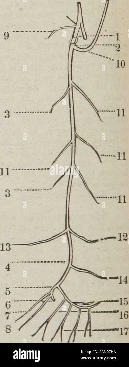 The dissector's guide, or, Student's companion : illustrated by ...