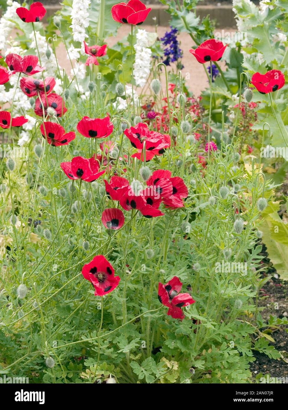Papaver commutatum lady bird hi-res stock photography and images - Alamy