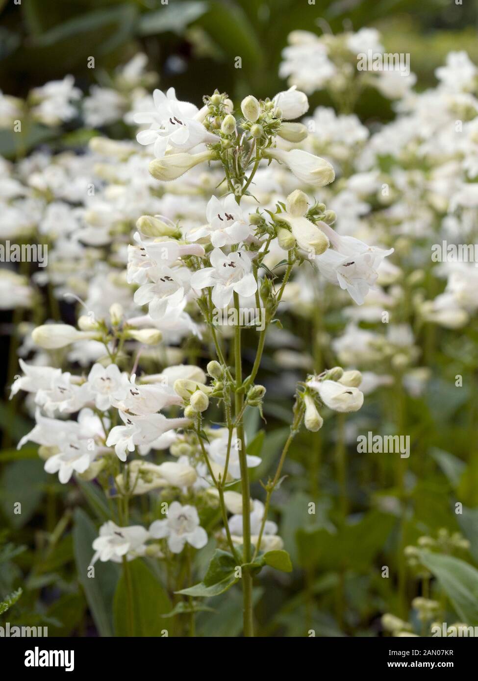 Penstemon laevigatus hi-res stock photography and images - Alamy