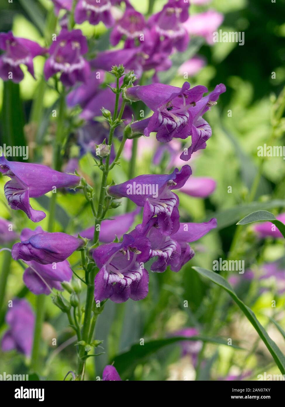 Beardstongue flower hi-res stock photography and images - Alamy