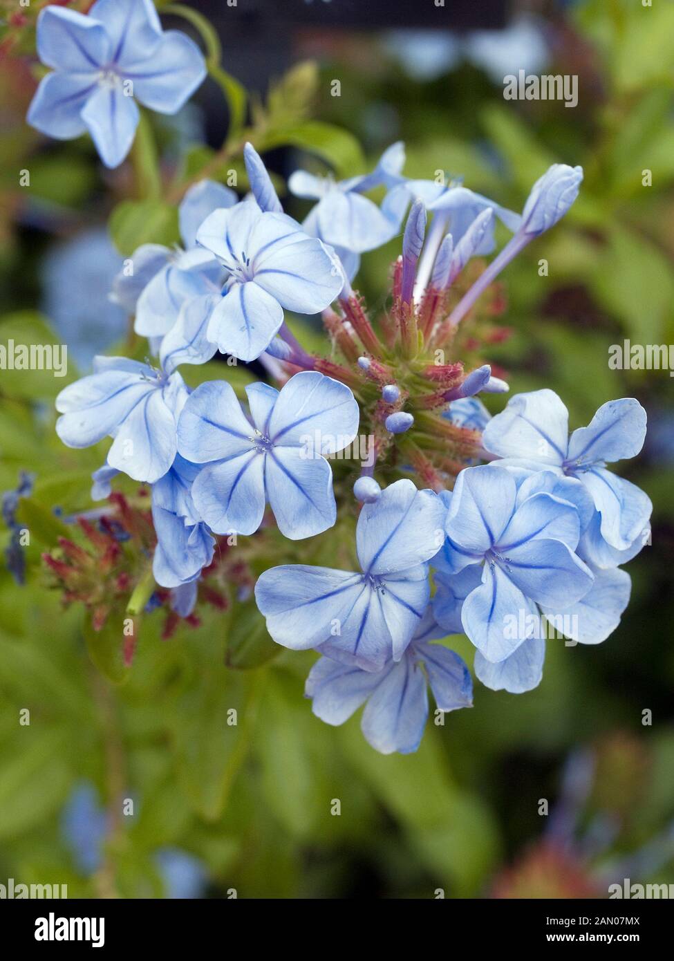 Plumbago Capensis Royal Cape