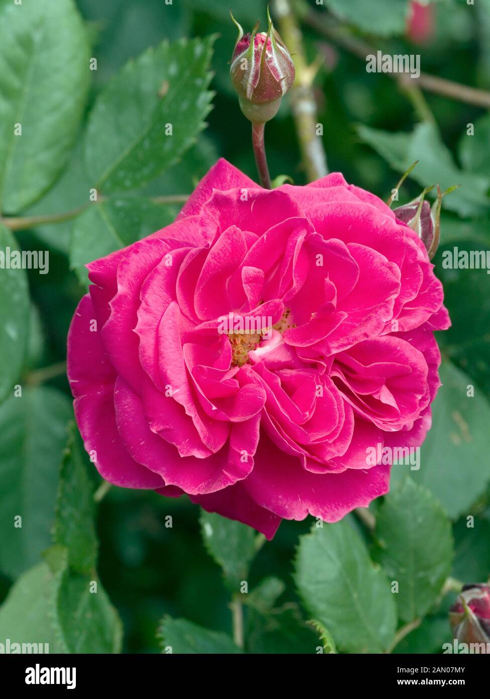 ROSA 'A. MACKENZIE' Stock Photo - Alamy