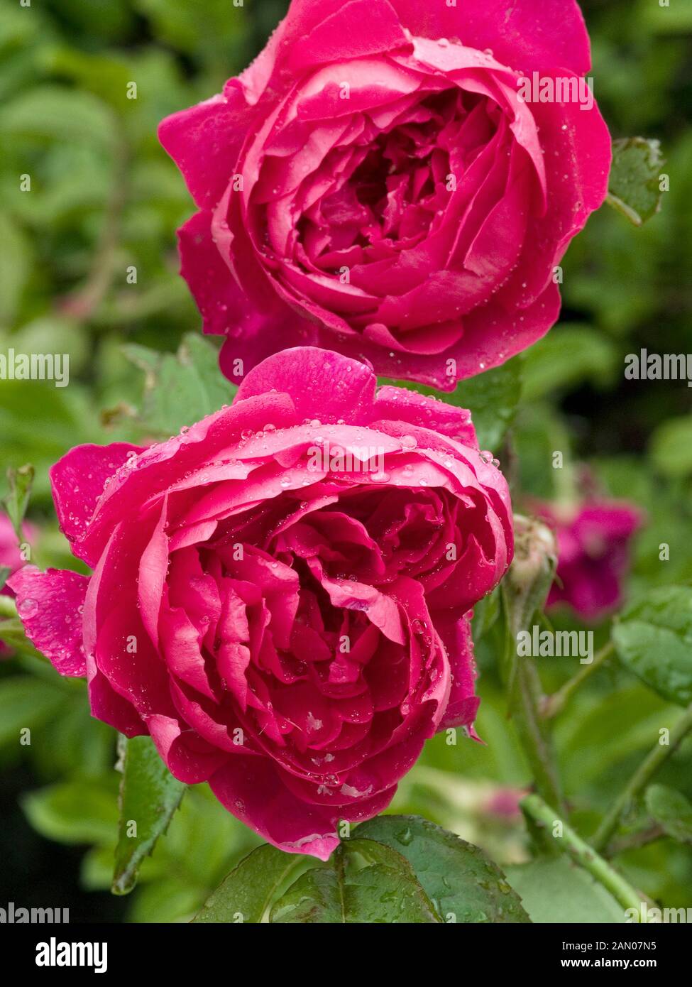 Benjamin britten rose hi-res stock photography and images - Alamy