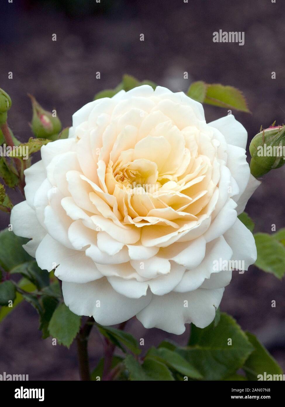 Rosa Crocus Rose Ausquest Rose High Resolution Stock Photography and ...