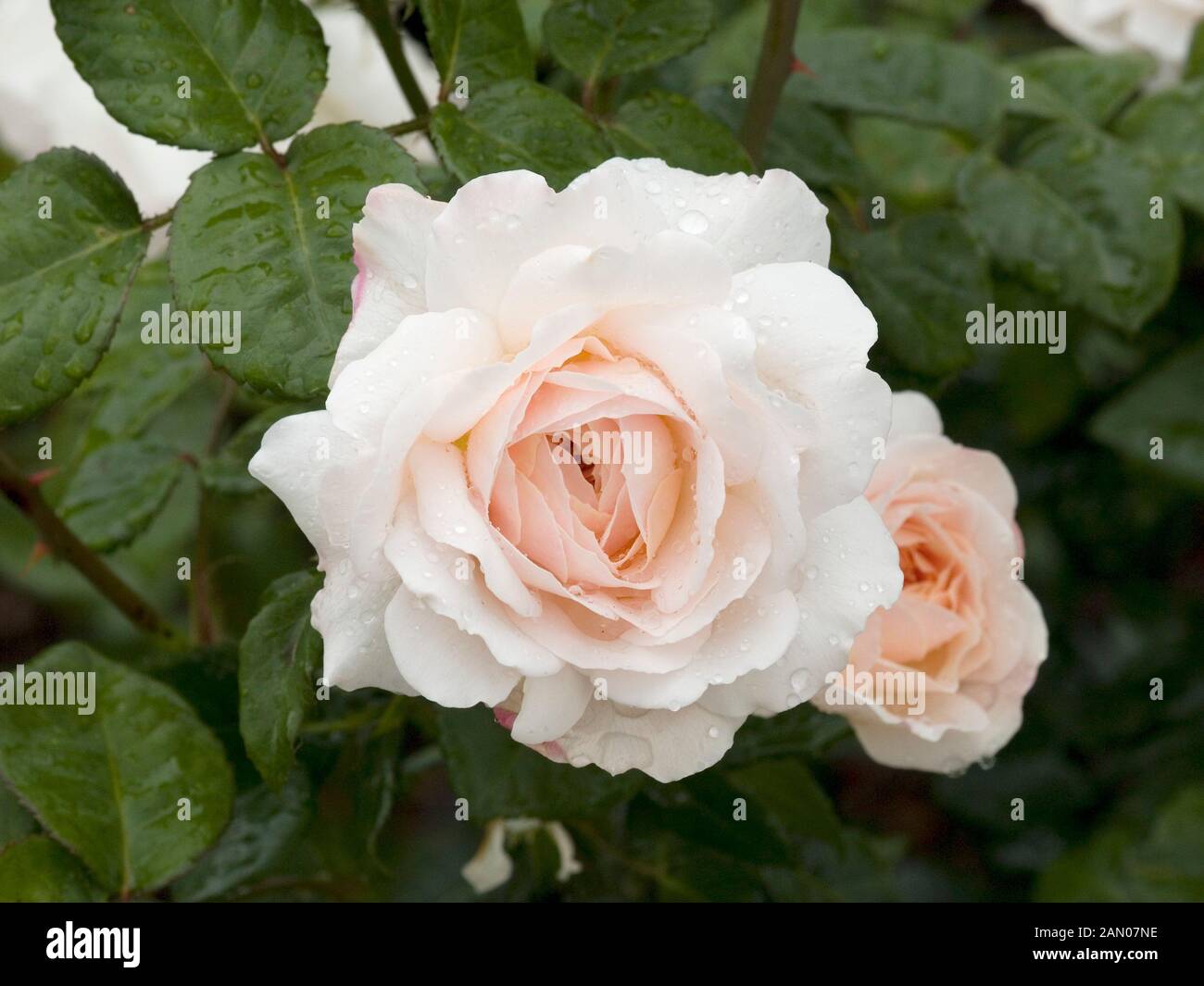 ROSA AUSQUEST 'CROCUS ROSE' Stock Photo - Alamy