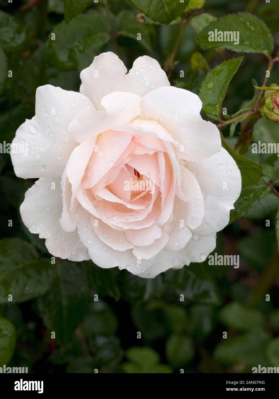 Rosa crocus rose ausquest rose hi-res stock photography and images - Alamy