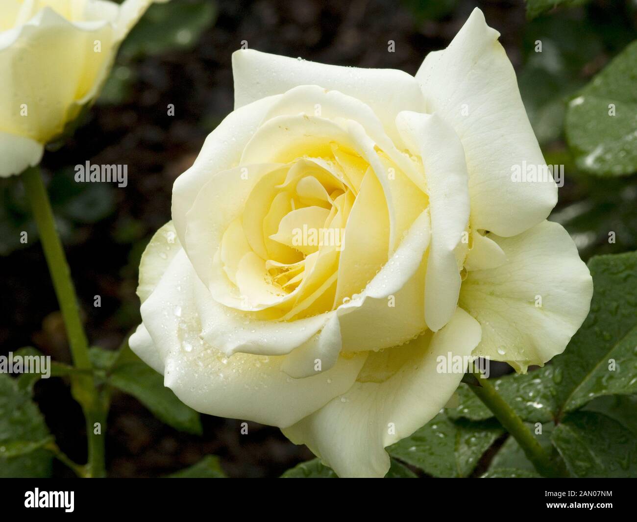 Elina rose hi-res stock photography and images - Alamy