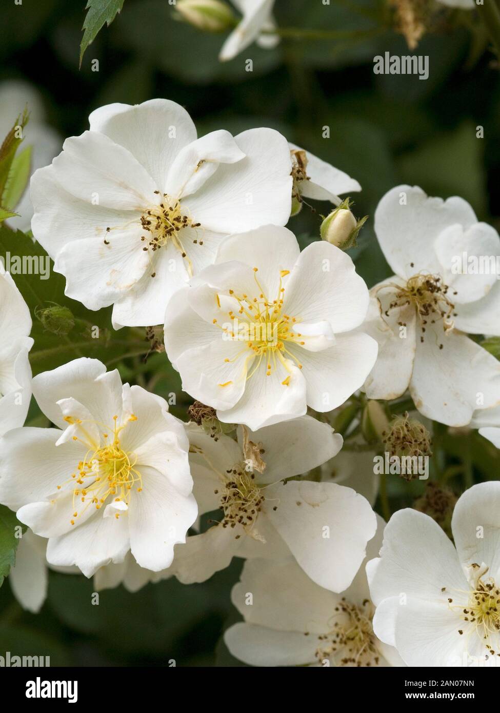White darlows enigma rose hi-res stock photography and images - Alamy