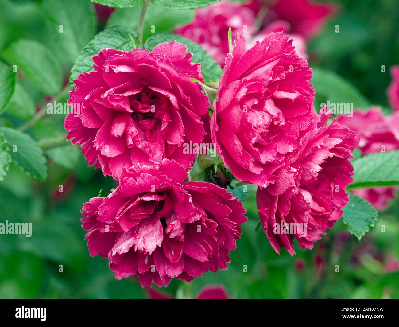 Rosa rosa grootendorst hi-res stock photography and images - Alamy
