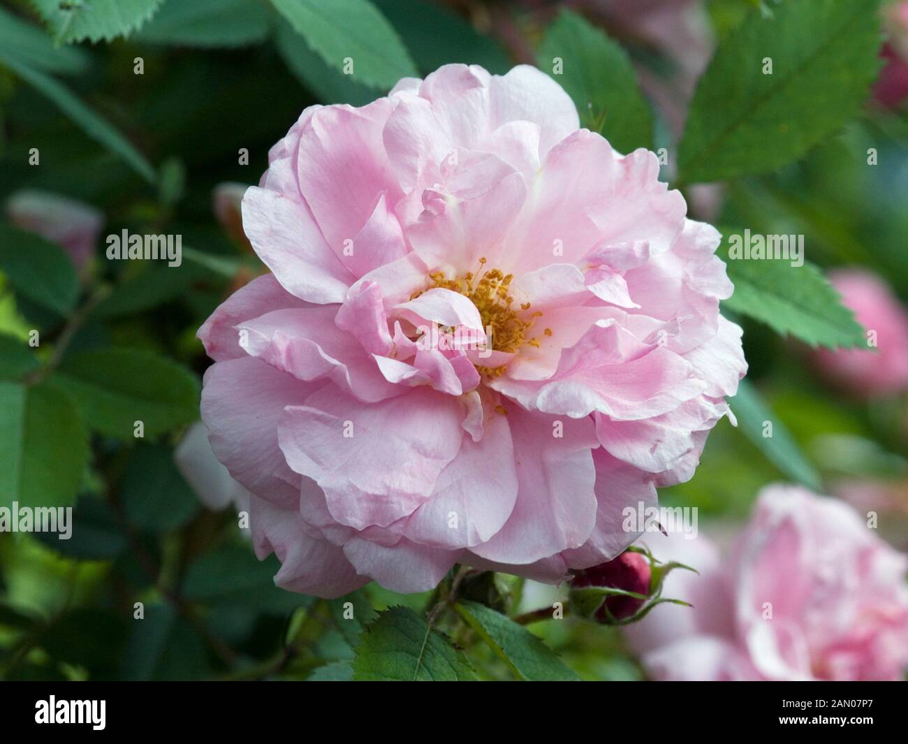 John davis hi-res stock photography and images - Alamy