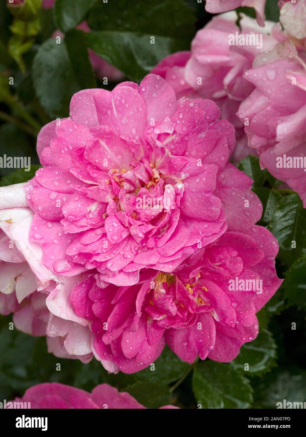 Louis jolliet hi-res stock photography and images - Alamy