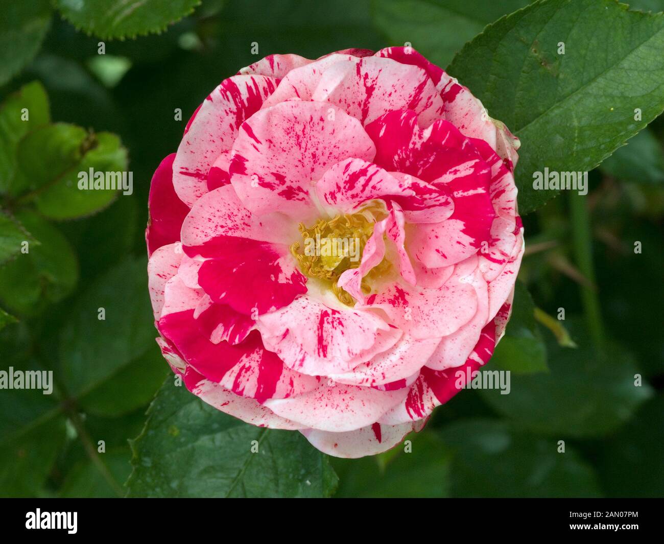 Peppermint rose hi-res stock photography and images - Alamy