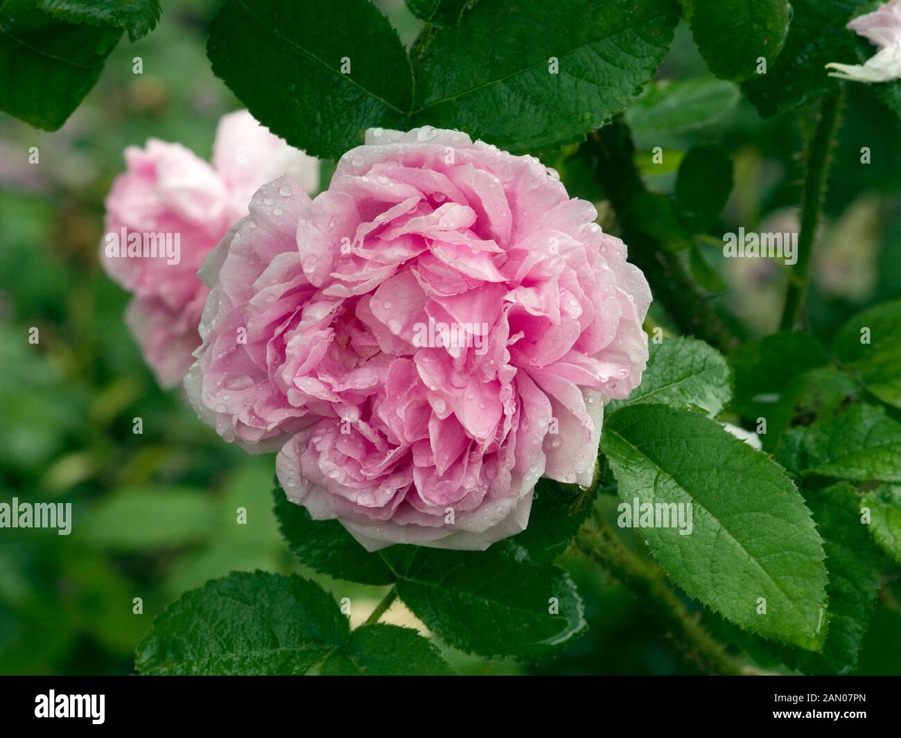 Salet hi-res stock photography and images - Alamy