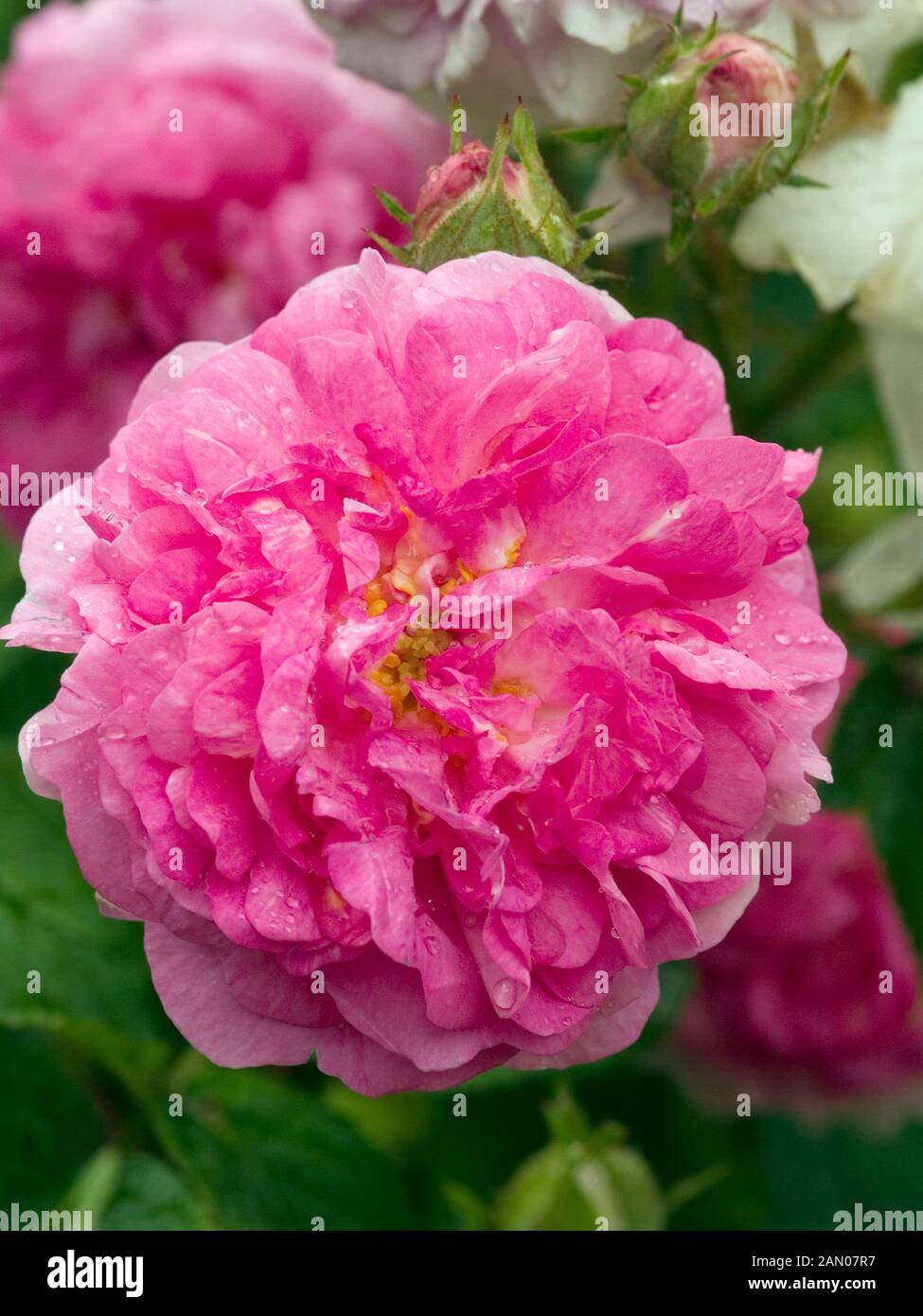 Seven sisters rose hi-res stock photography and images - Alamy