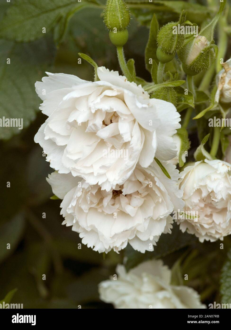 ROSA WHITE GROOTENDORST Stock Photo - Alamy