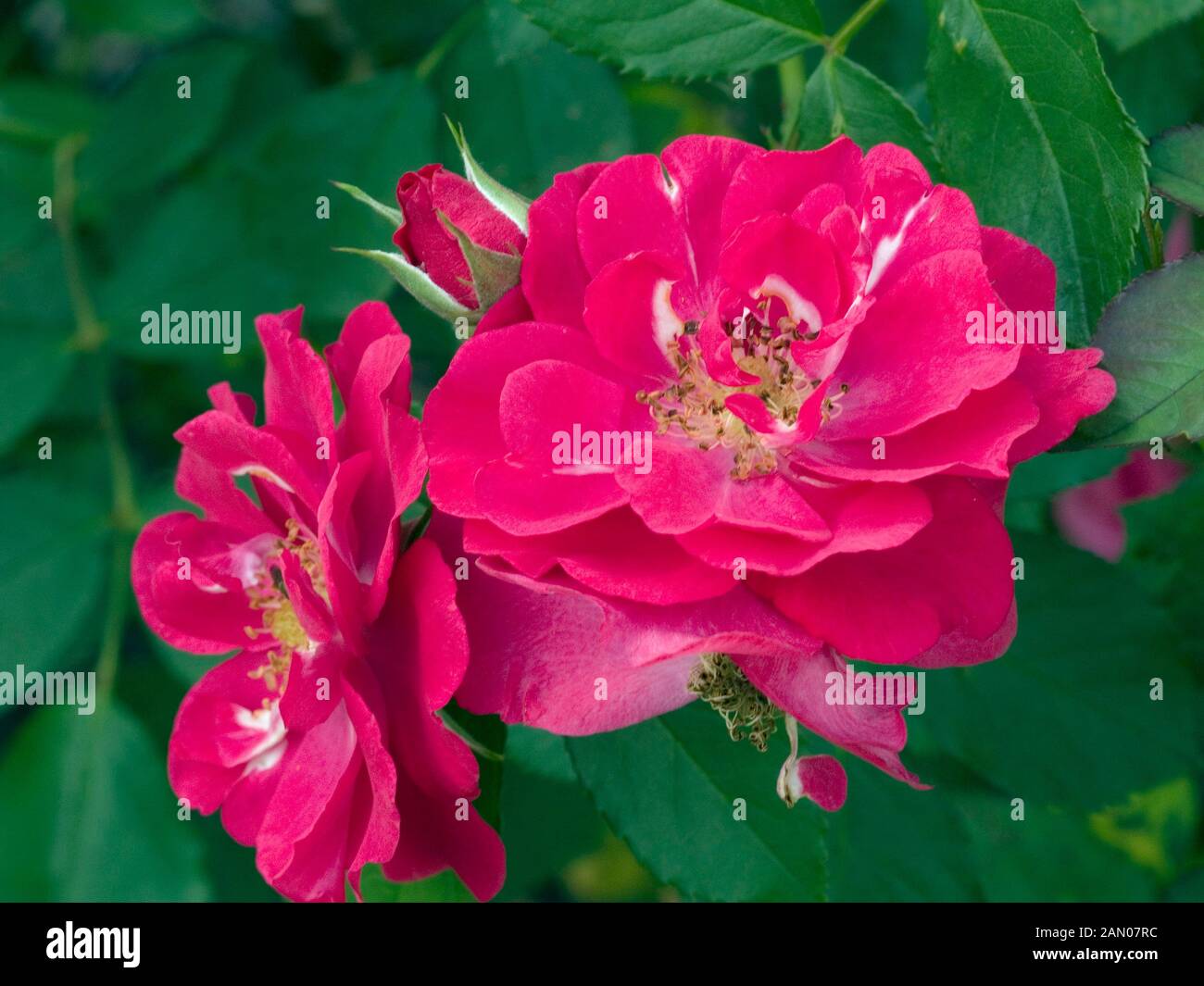 ROSA 'WILL SCARLET' Stock Photo - Alamy