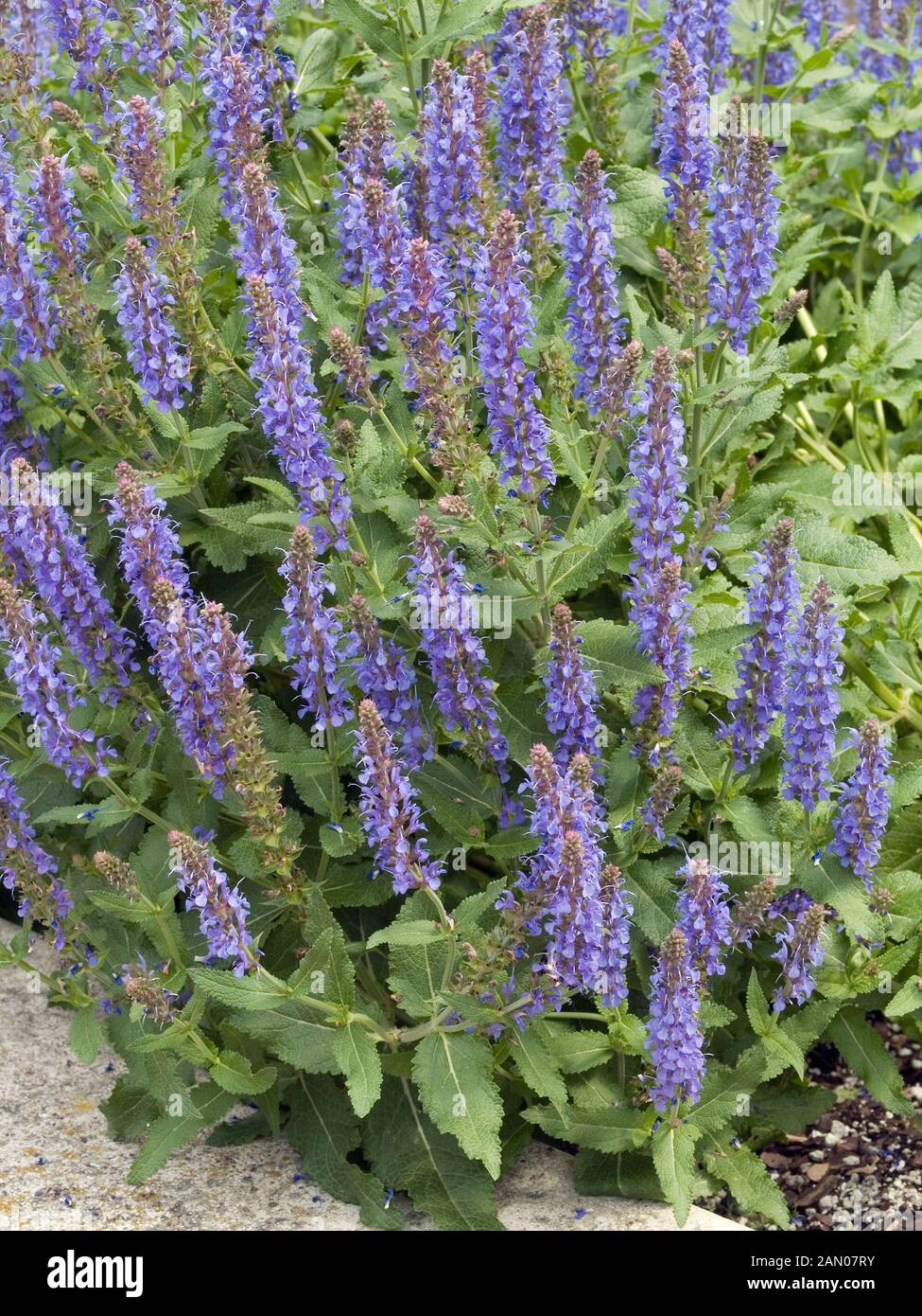 Salvia sylvestris blue hill hi-res stock photography and images - Alamy
