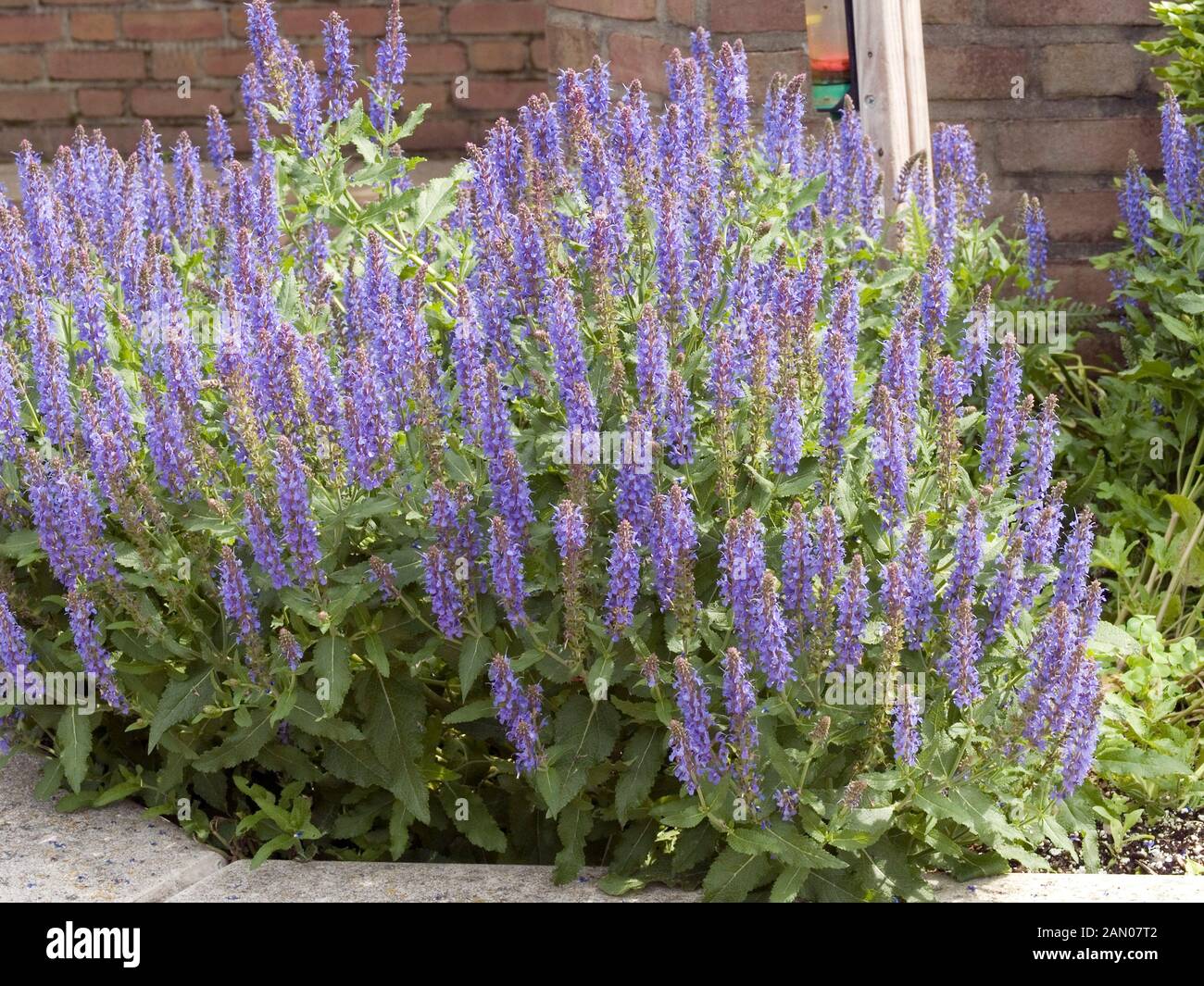 Salvia sylvestris blue hill hi-res stock photography and images - Alamy
