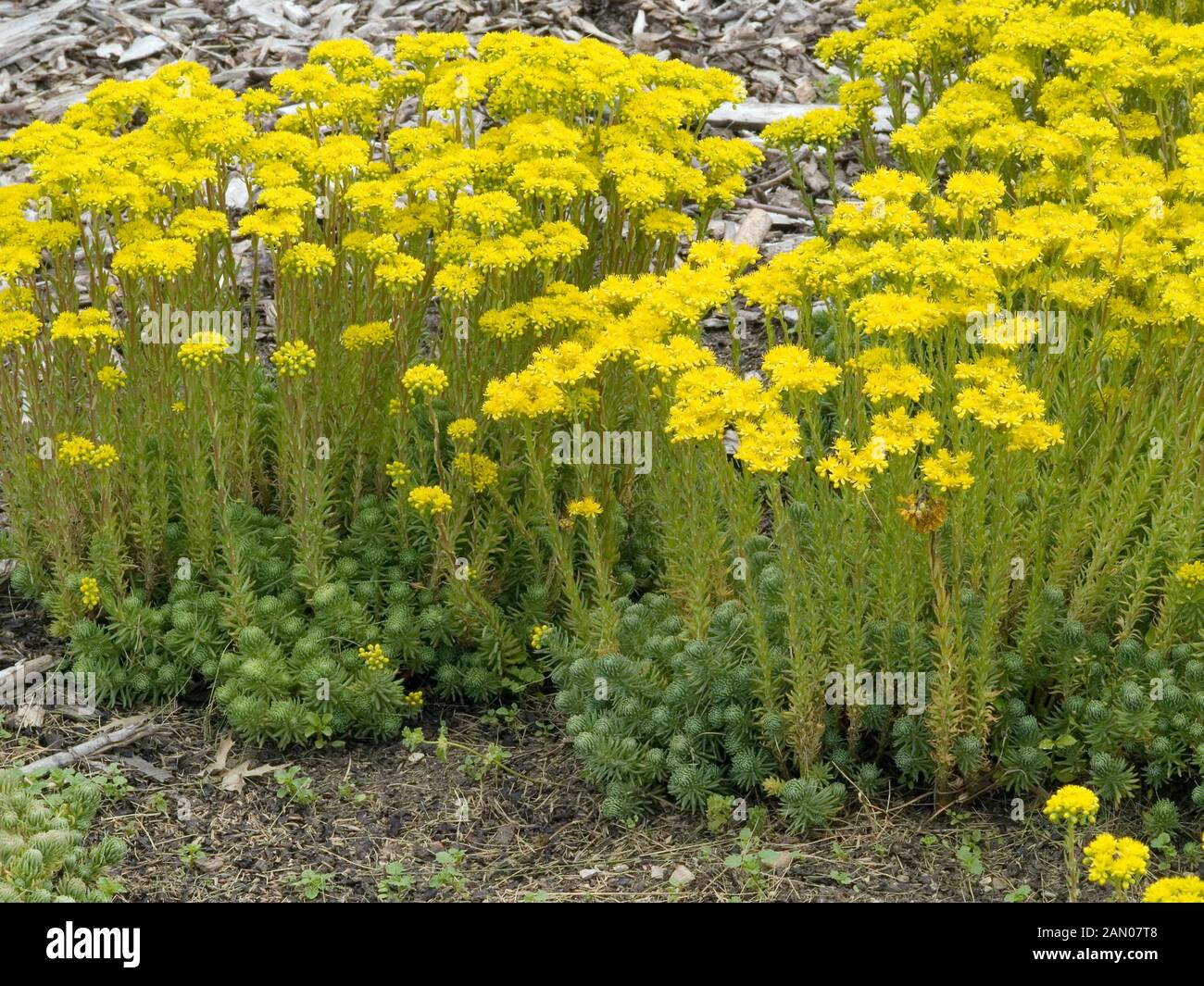 Silver sedum hi-res stock photography and images - Alamy