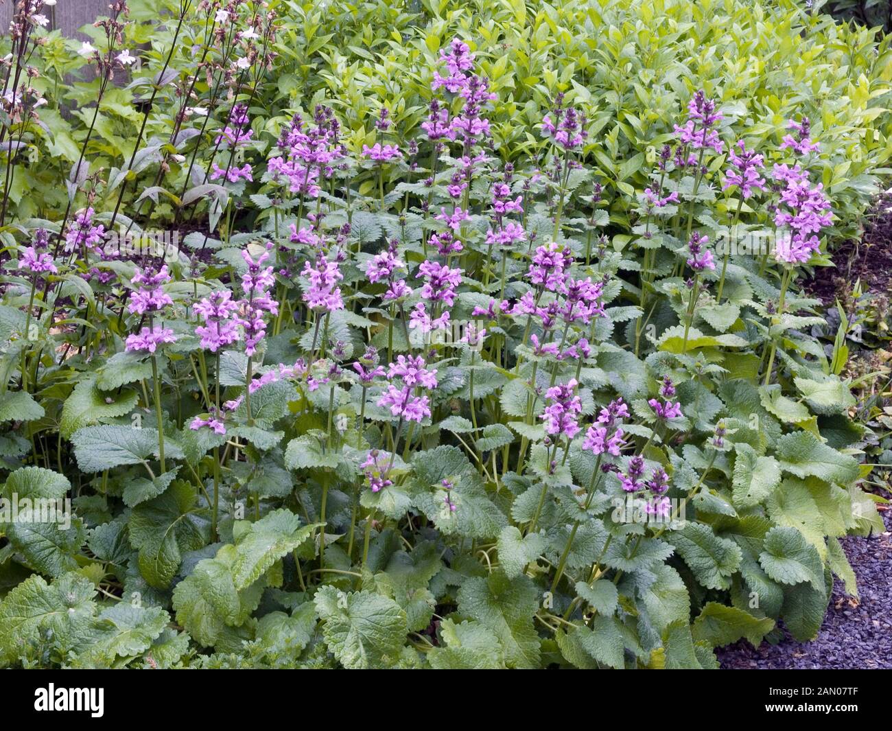 Stachys officinalis hummelo hi-res stock photography and images - Alamy