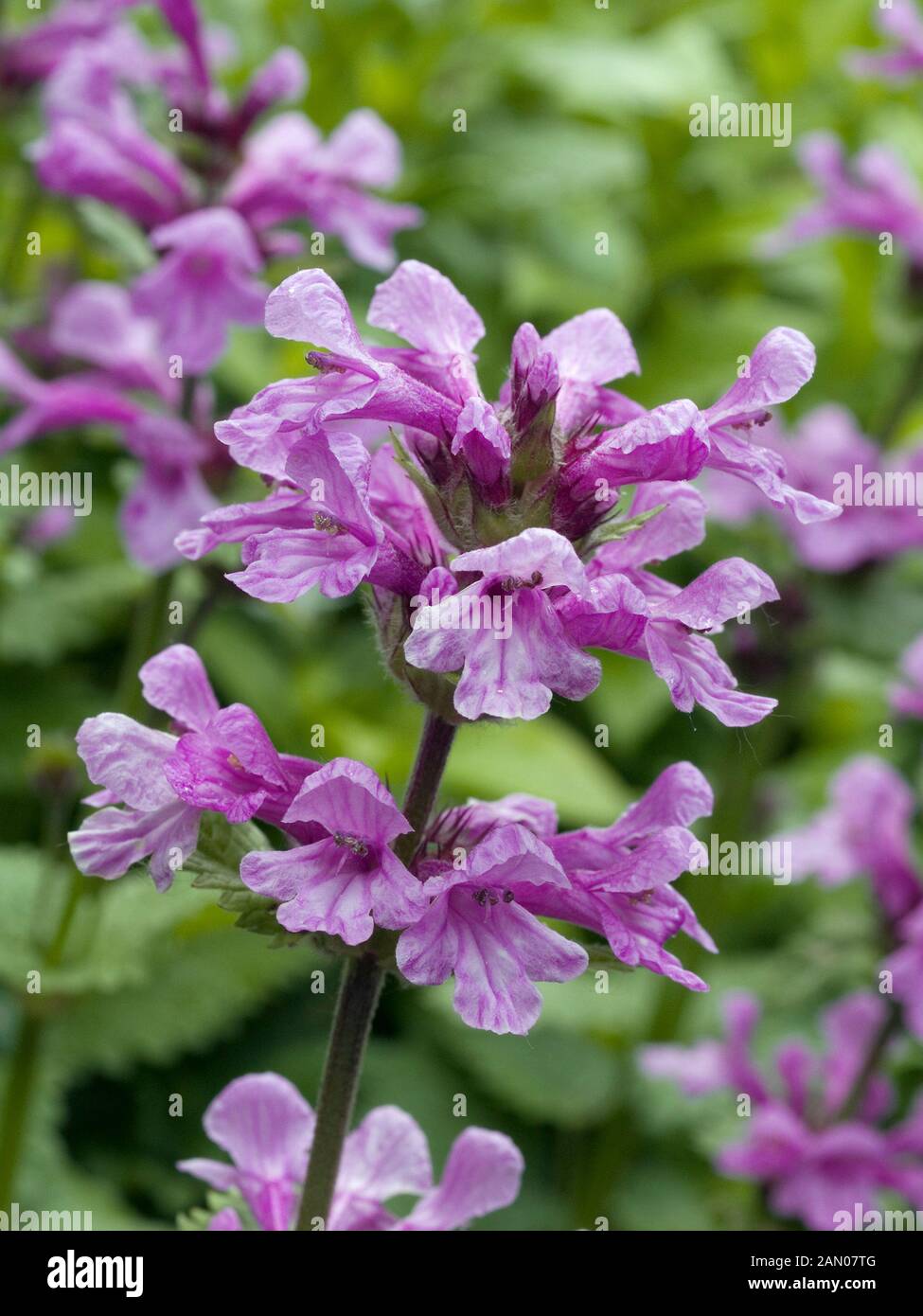 Stachys officinalis hummelo hi-res stock photography and images - Alamy