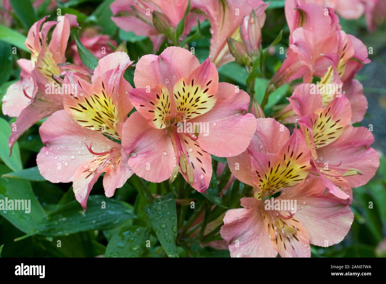 Zavina hi-res stock photography and images - Alamy