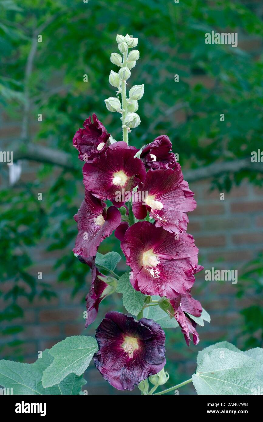 Alcea rosea purple hi-res stock photography and images - Alamy