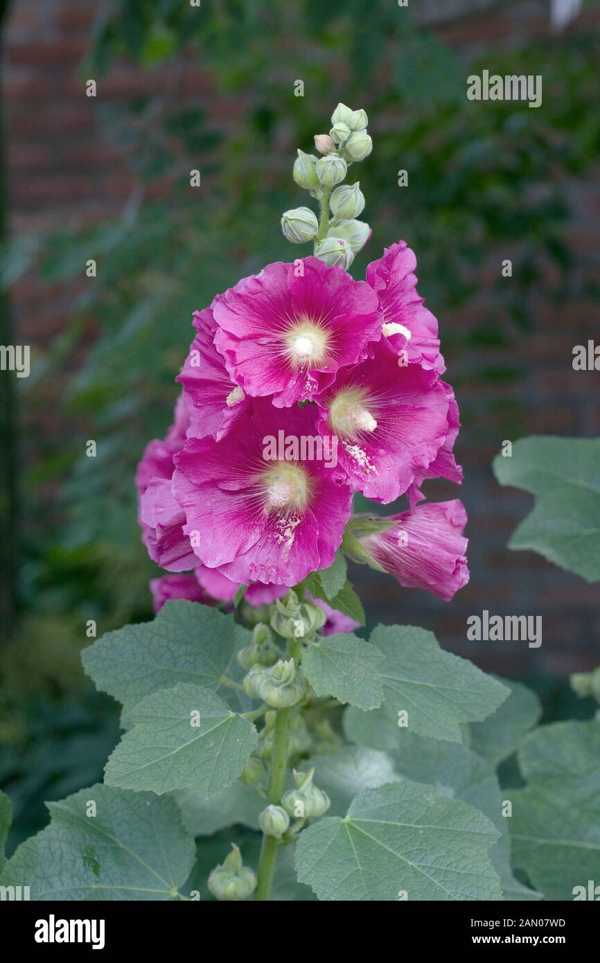 ALCEA ROSEA PINK Stock Photo - Alamy
