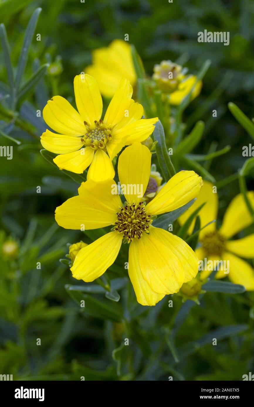 Coreopsis palmata hi-res stock photography and images - Alamy