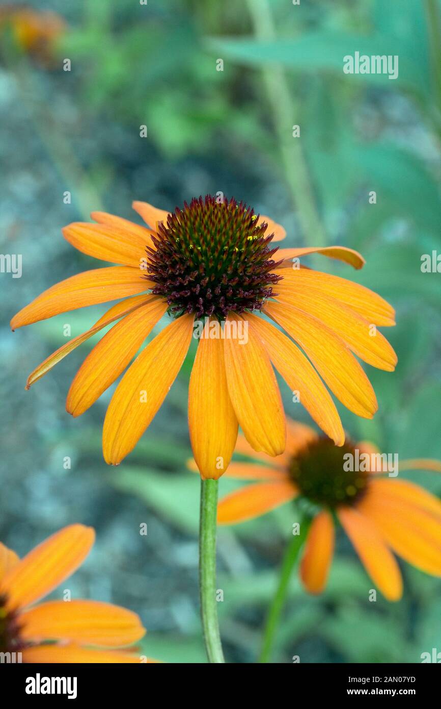 Tiki torch hi-res stock photography and images - Alamy