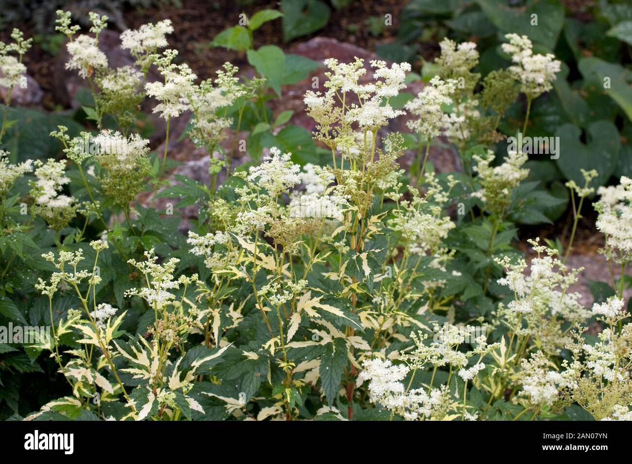 FILIPENDULA ULMARIA VARIEGATA Stock Photo - Alamy