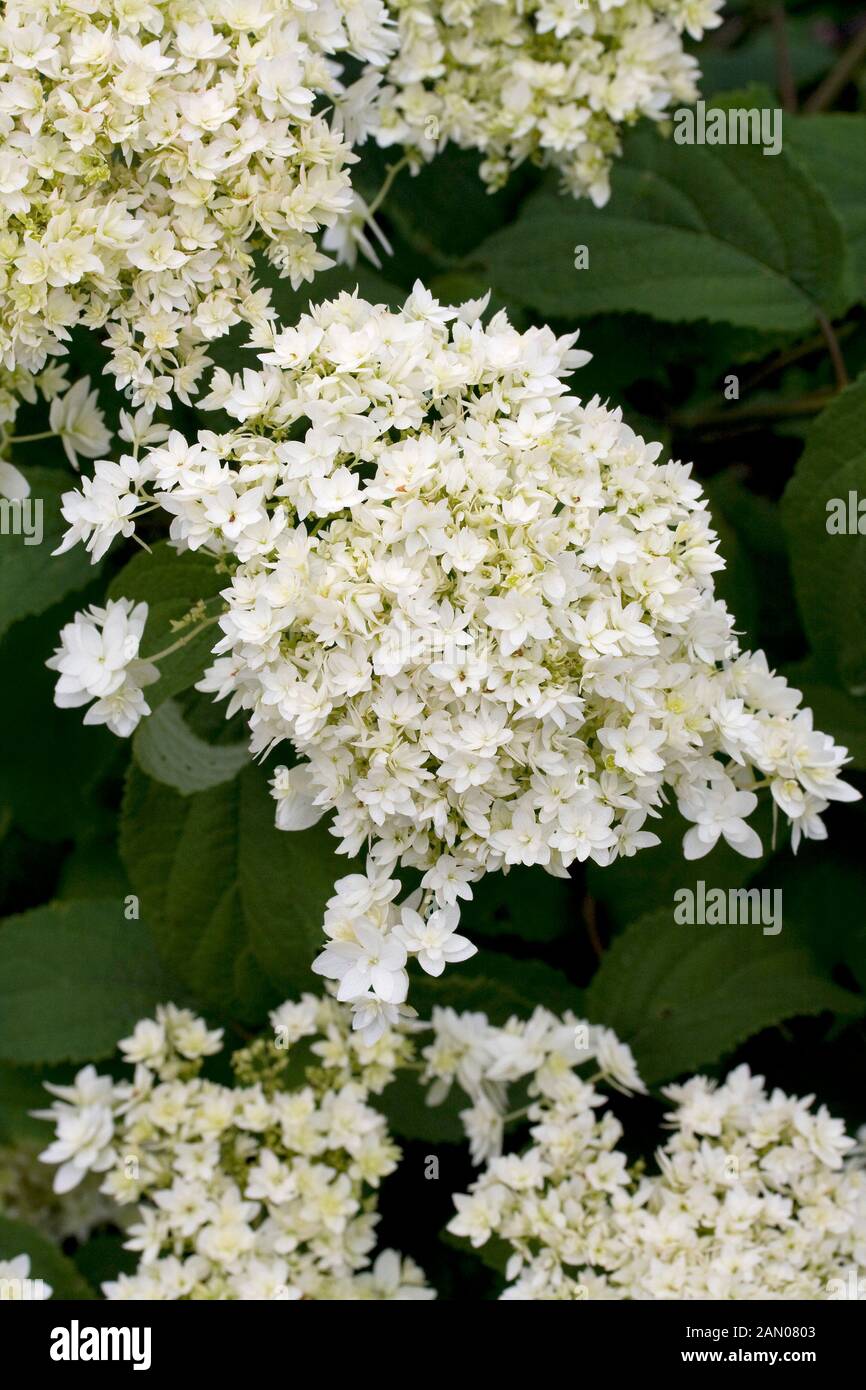 Hydrangea arborescens hayes starburst hi-res stock photography and ...