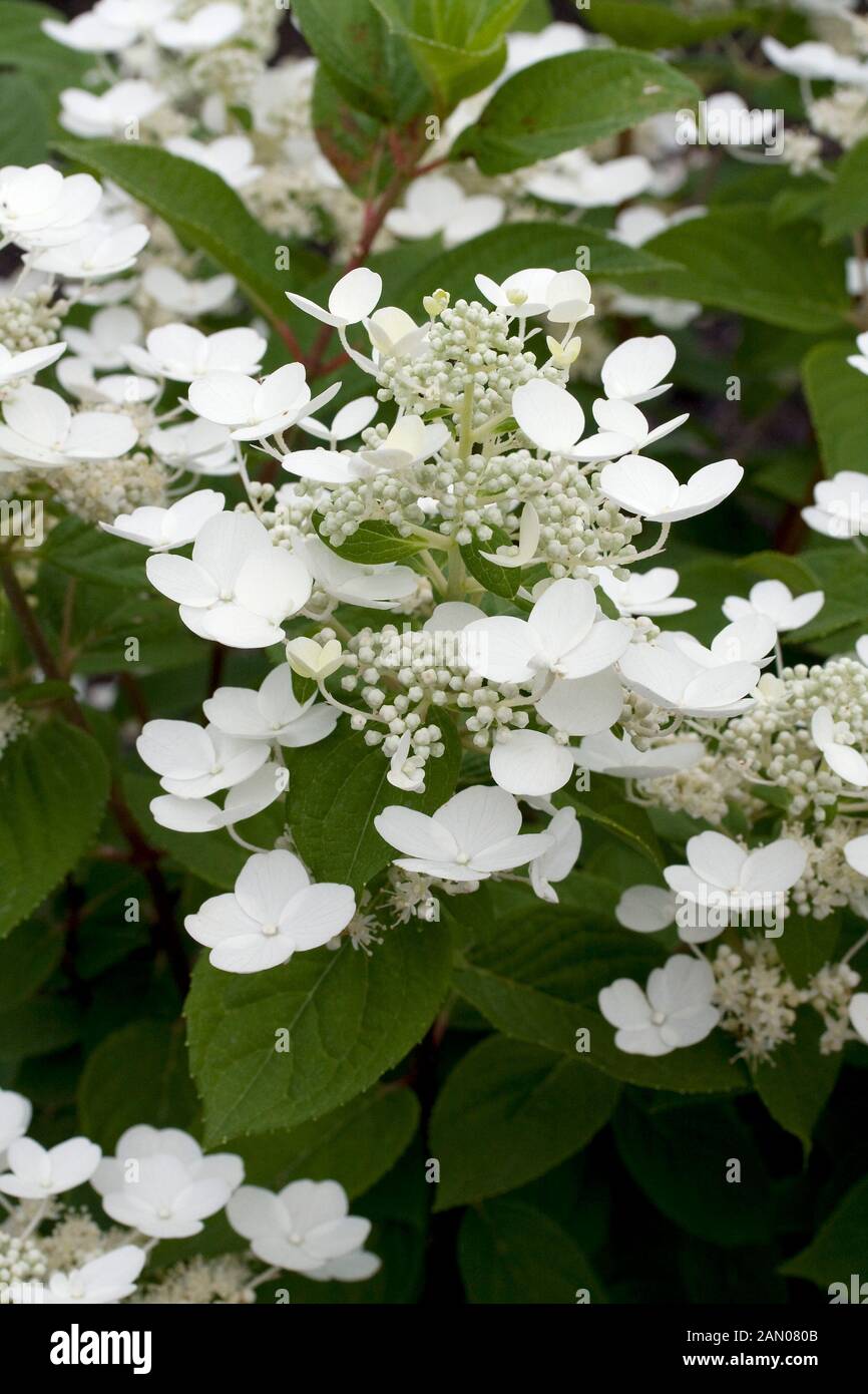 Hydrangea paniculata bulk quick fire hi-res stock photography and ...