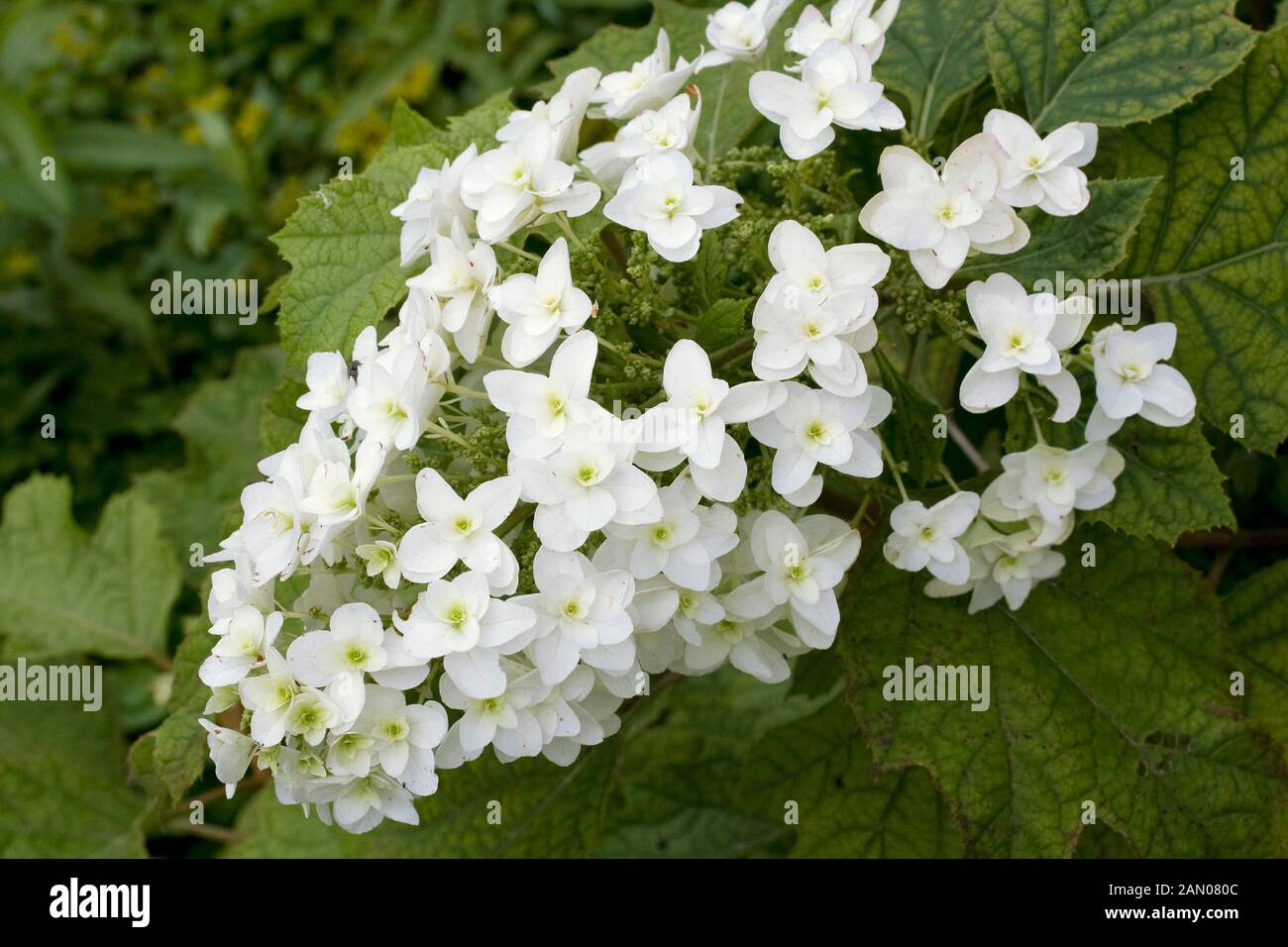 Hydrangea quercifolia snowflake hi-res stock photography and images - Alamy