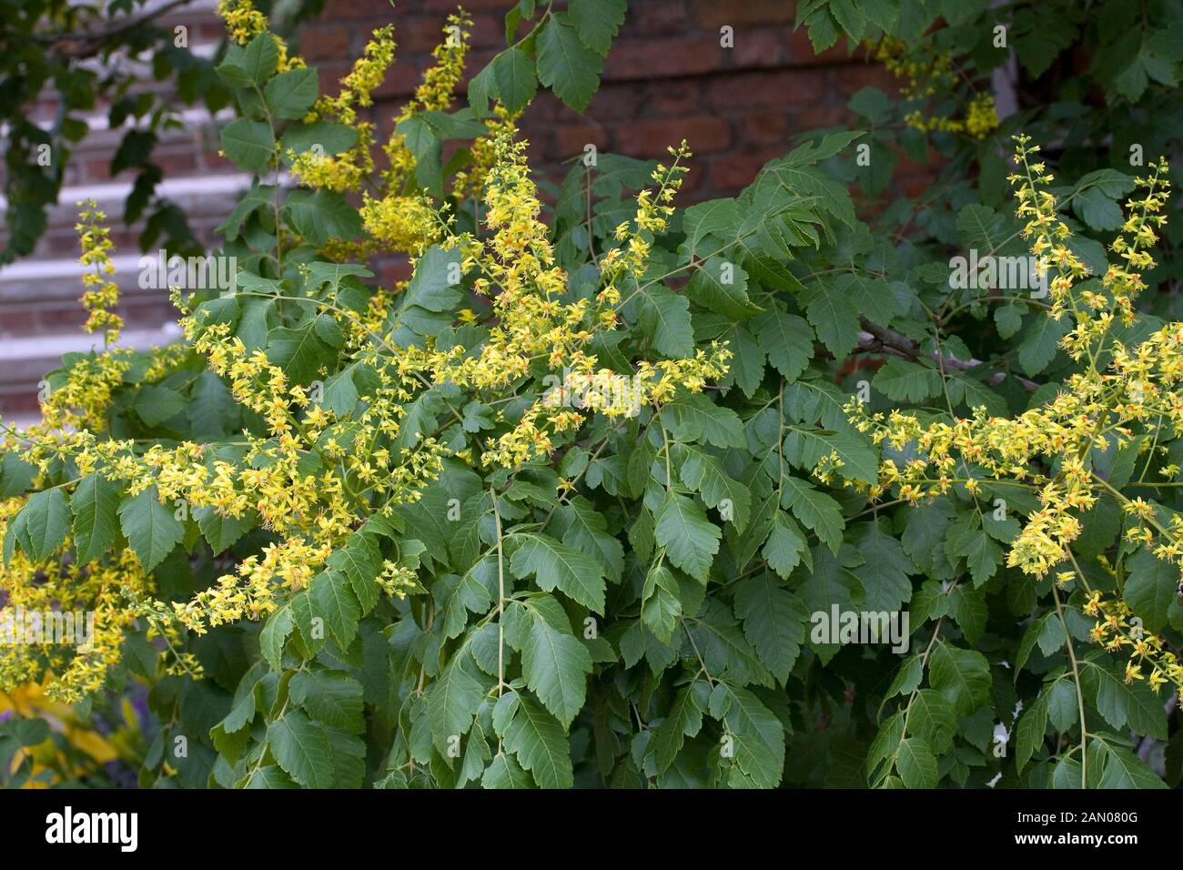 Goldenrain tree koelreuteria paniculata hi-res stock photography and ...