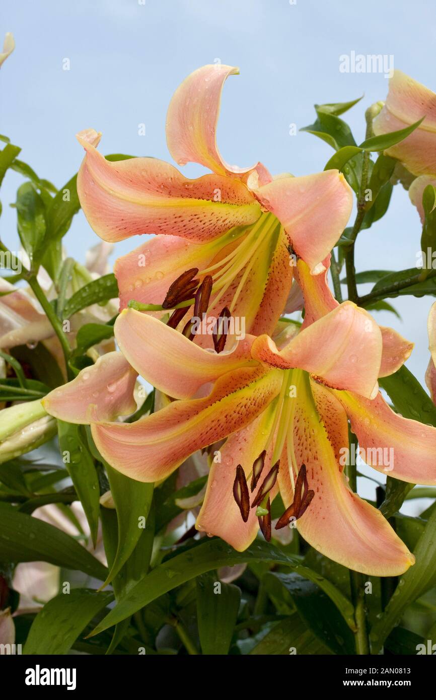 LILIUM ORIENTALE 'RED HOT' Stock Photo - Alamy