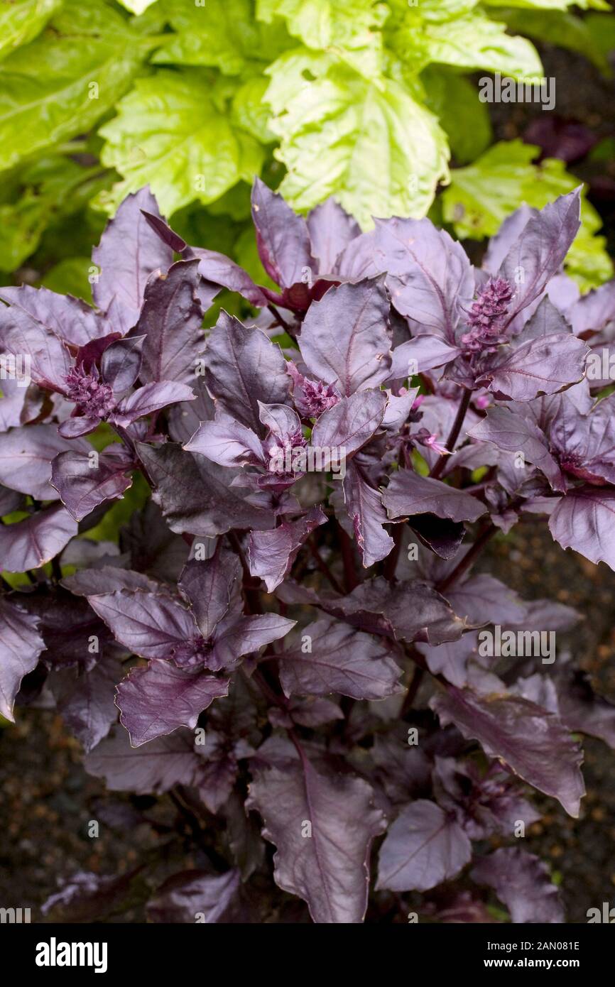 Purple basil dark opal hi-res stock photography and images - Alamy