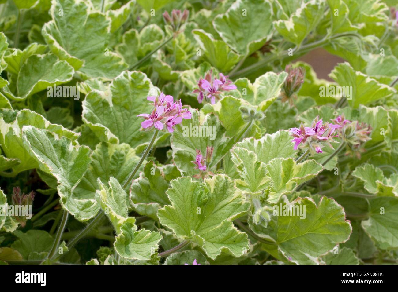Pelargonium atomic snowflake hi-res stock photography and images - Alamy