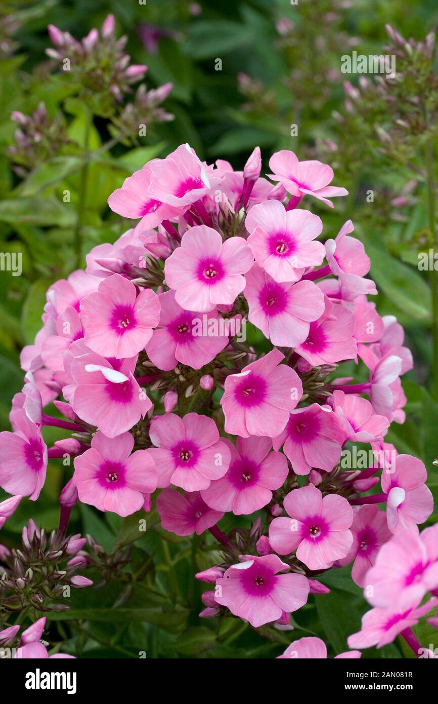 Phlox paniculata pink flame hi-res stock photography and images - Alamy
