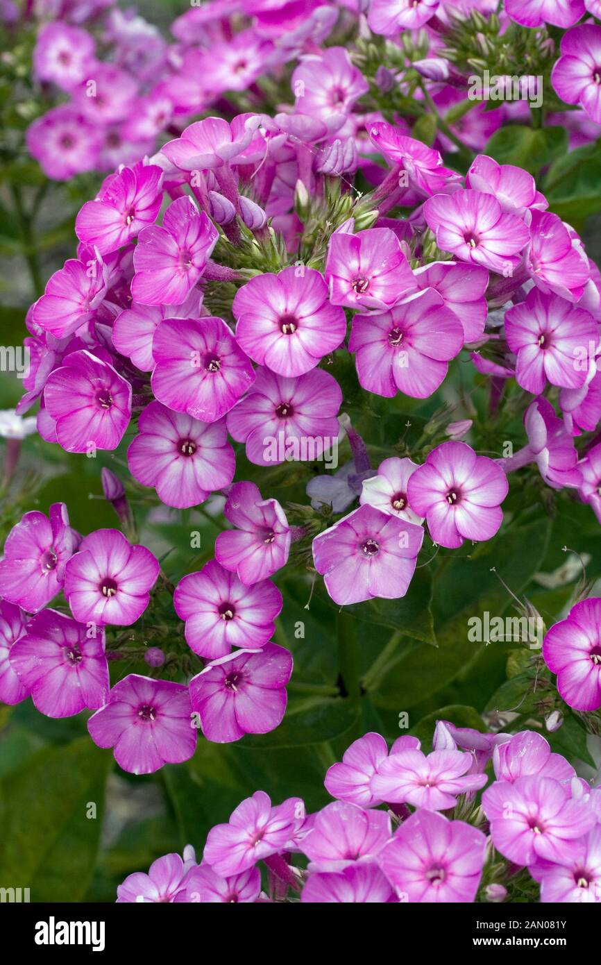 PHLOX PANICULATA VOLCANO PURPLE Stock Photo - Alamy